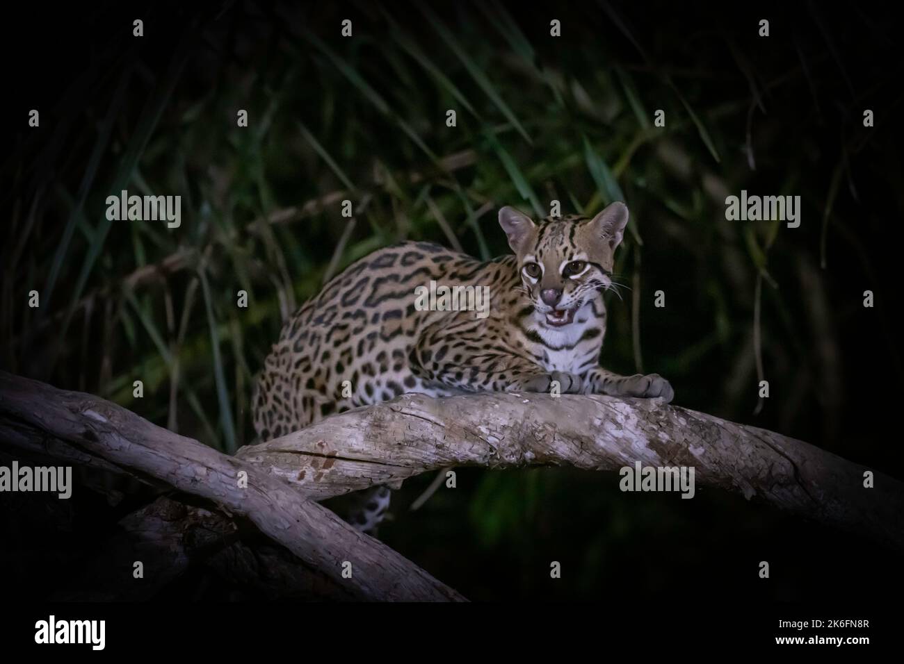 Ocelot on a dead tree branch at night - Pantanal, Brazil Stock Photo ...