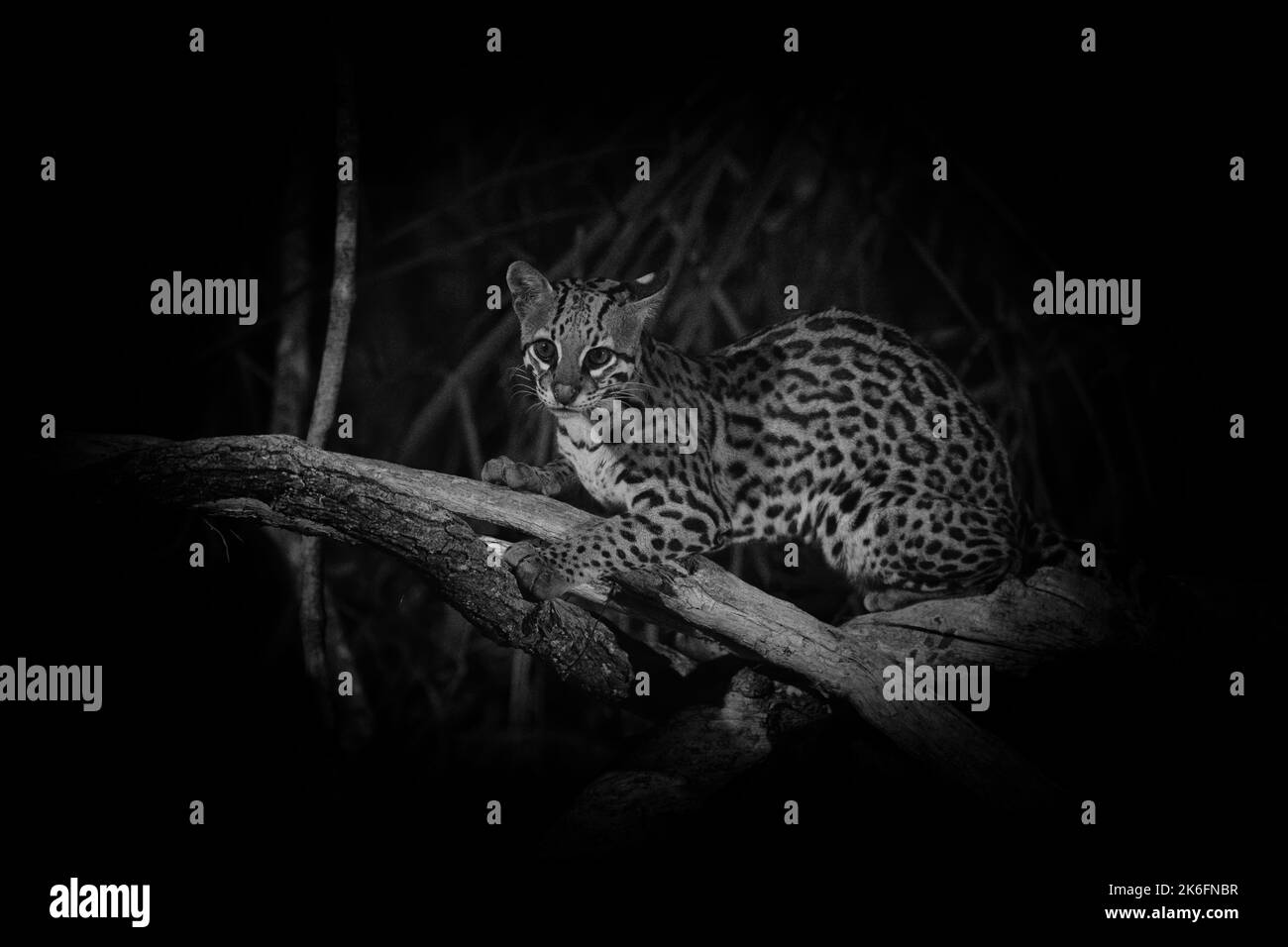 Babou The Ocelot Wallpaper