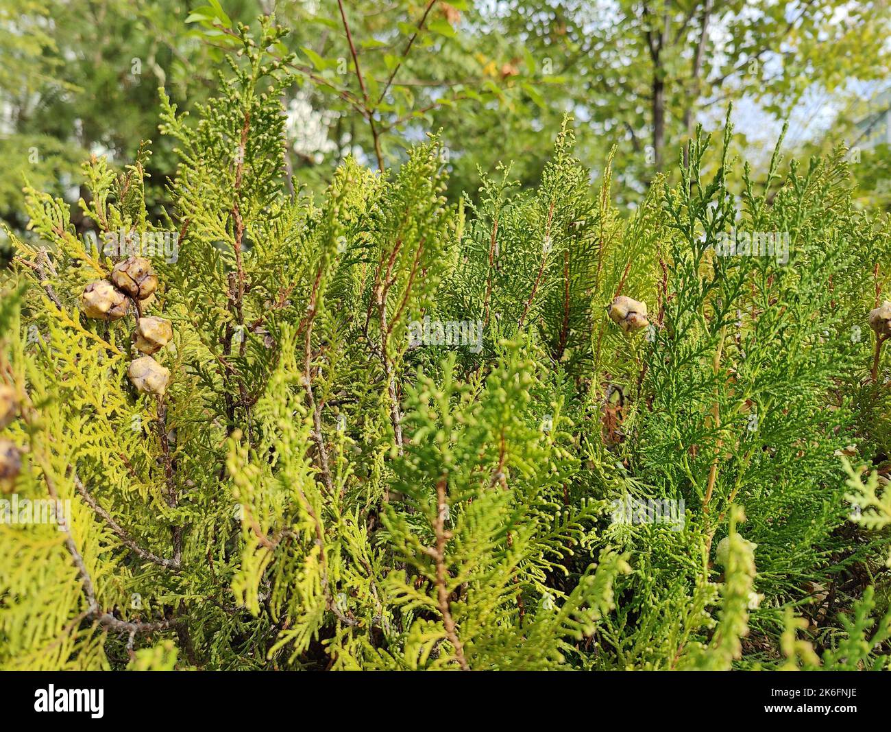 a lush nature view in the city, Ankara Turkey Stock Photo - Alamy