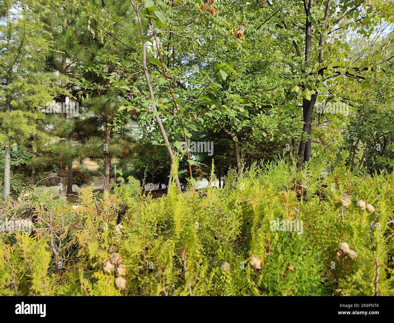 a lush nature view in the city, Ankara Turkey Stock Photo - Alamy