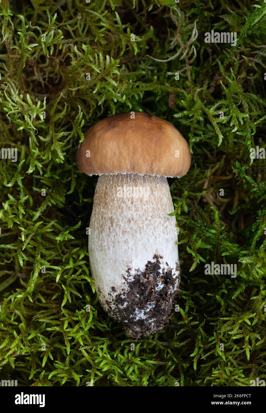 Edible mushroom boletus on a green background of moss close up. Organic ...