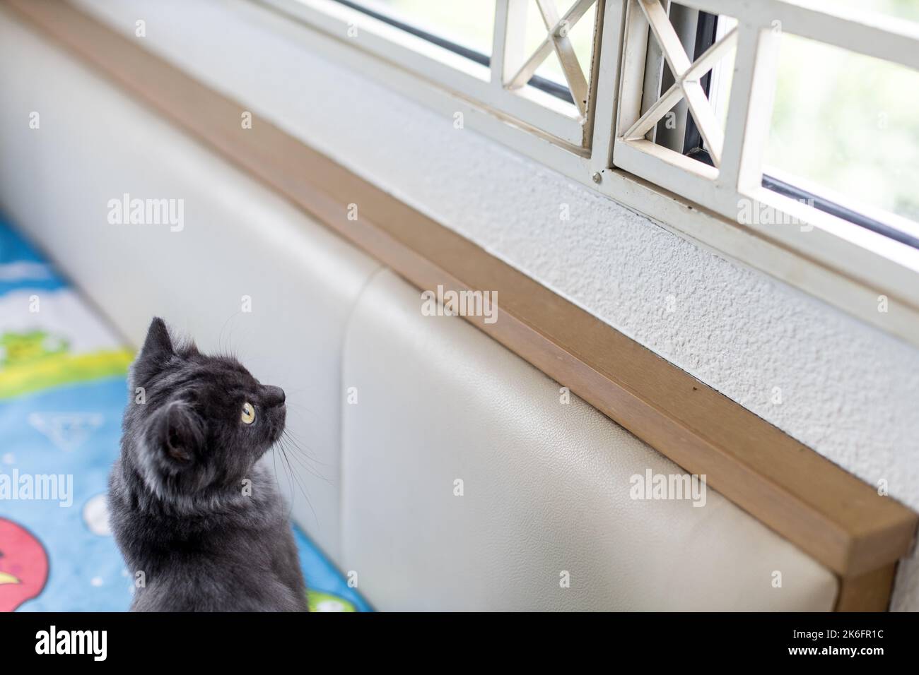 A grey cat waiting by a window ready to catch some birds Stock Photo ...