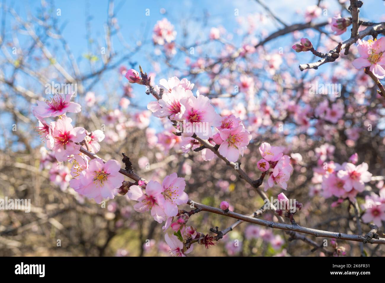 Almond flowers closeup. Almond blossom on a sunny day on blue sky ...