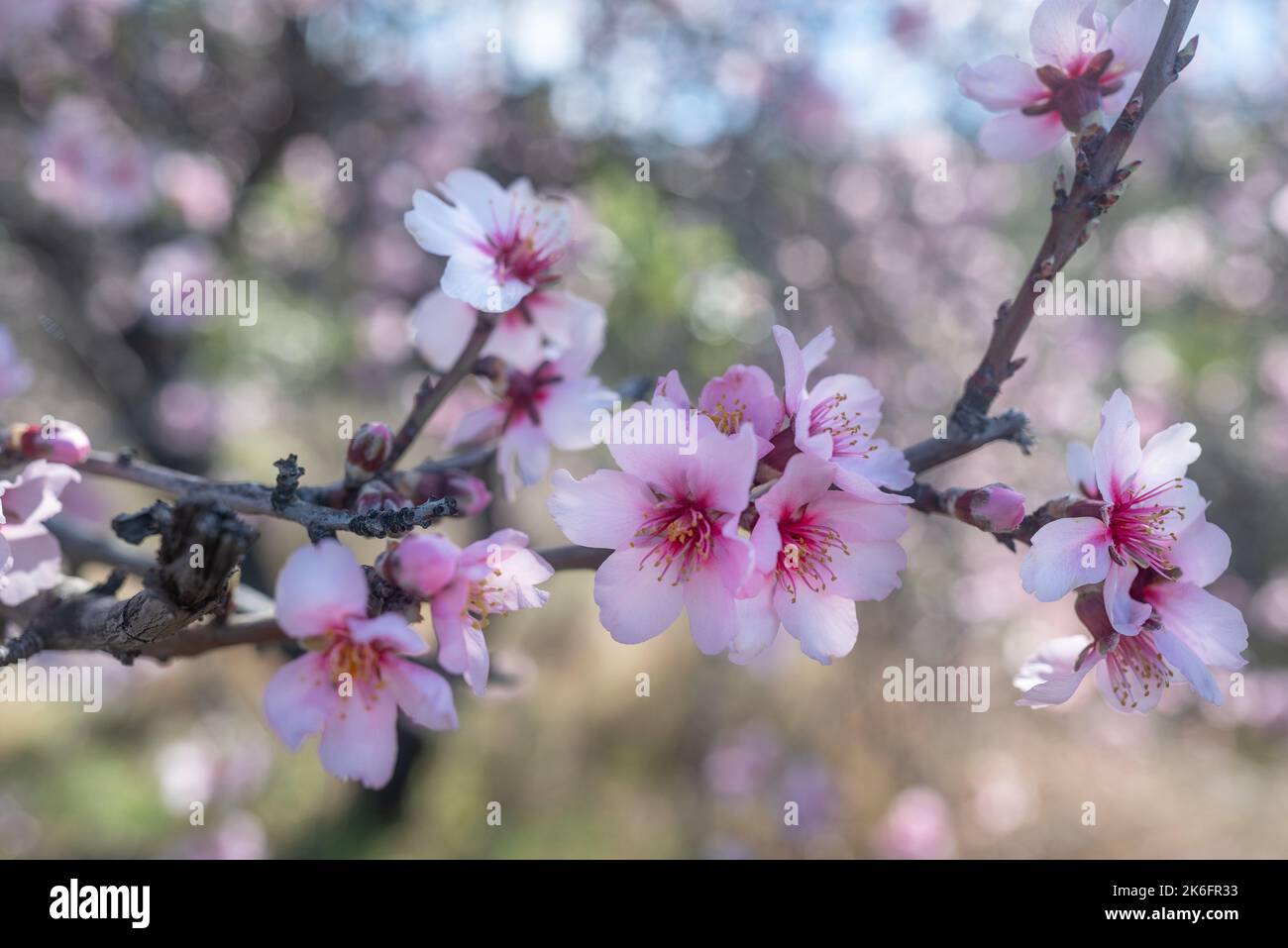 Almond blossom on tree hi-res stock photography and images - Alamy