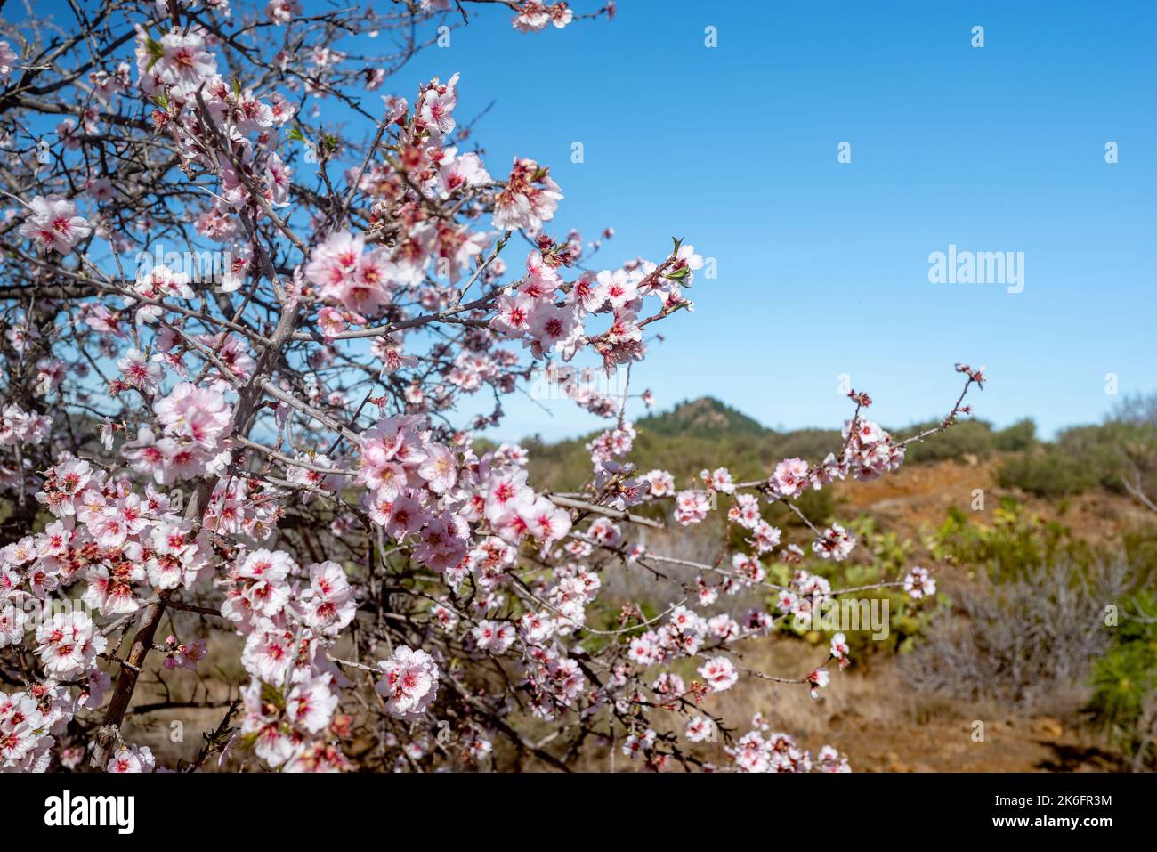 Pink almond tree blossom on blue sky and green hill background with ...