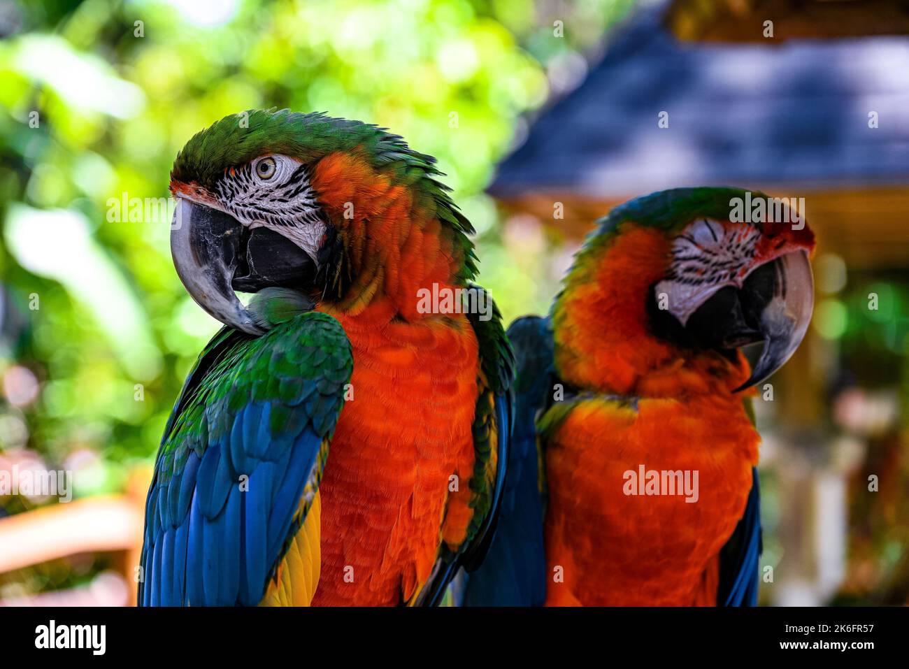 The Macaw parrots look into opposite directions sitting next to each ...