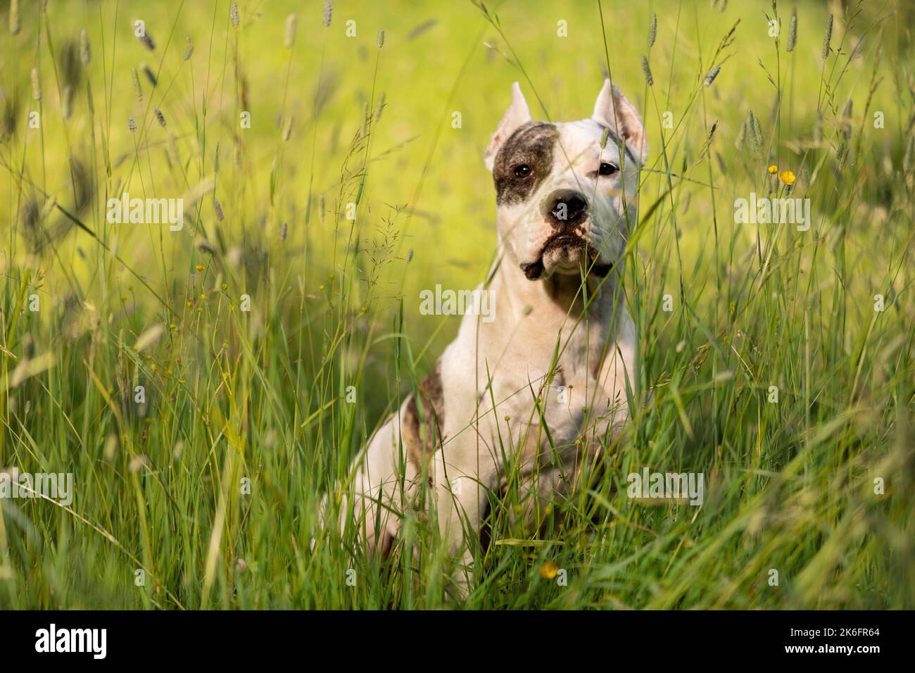 American Staffy sitting in grass in rural Stock Photo - Alamy