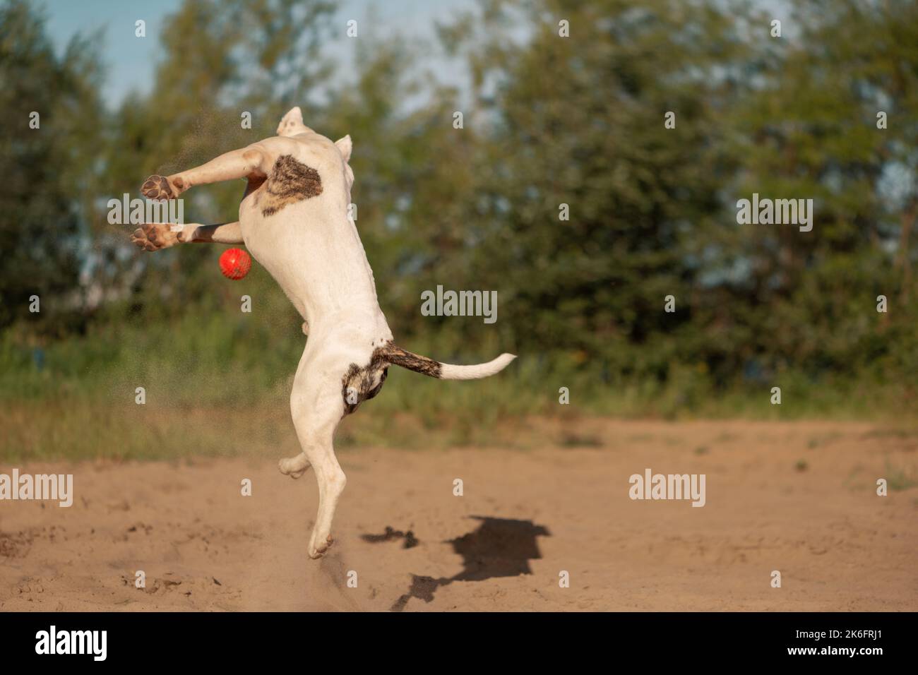 American Staffordshire Terrier jumping for ball in outdoors Stock Photo ...