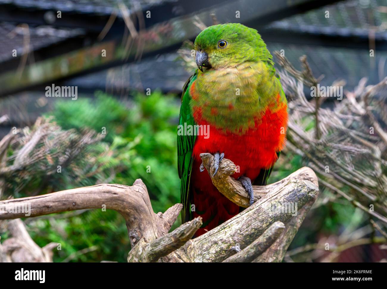 Green and red parrot hi-res stock photography and images - Alamy
