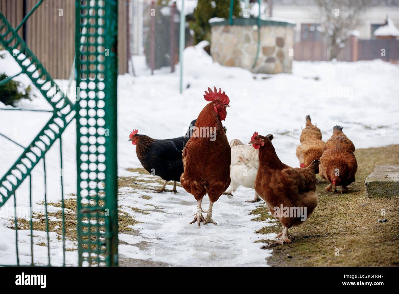 Chicken farm. Rural chicken farm stable with lots of chickens walking ...