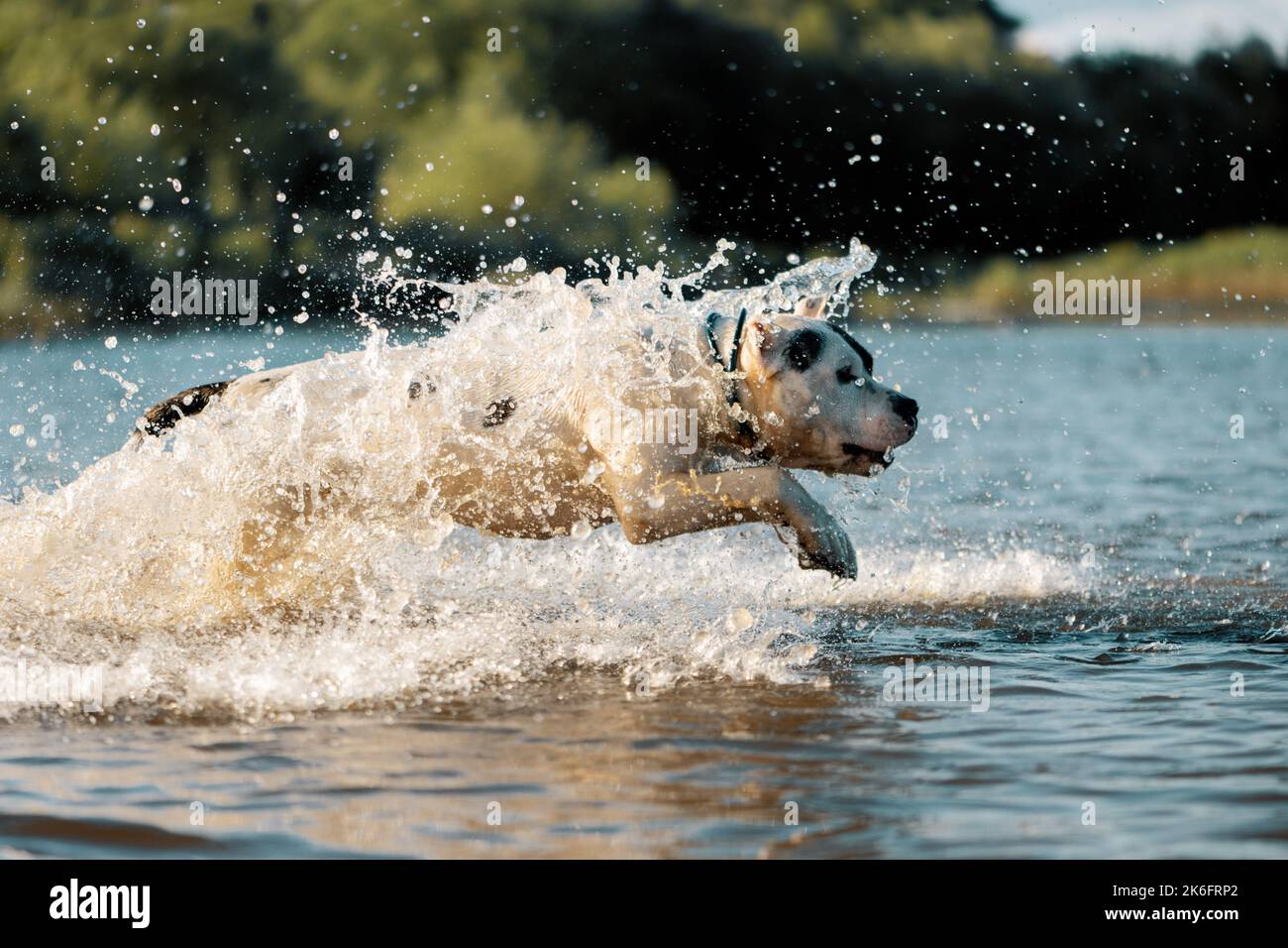 American Staffordshire Terrier jumping in water, side view Stock Photo ...