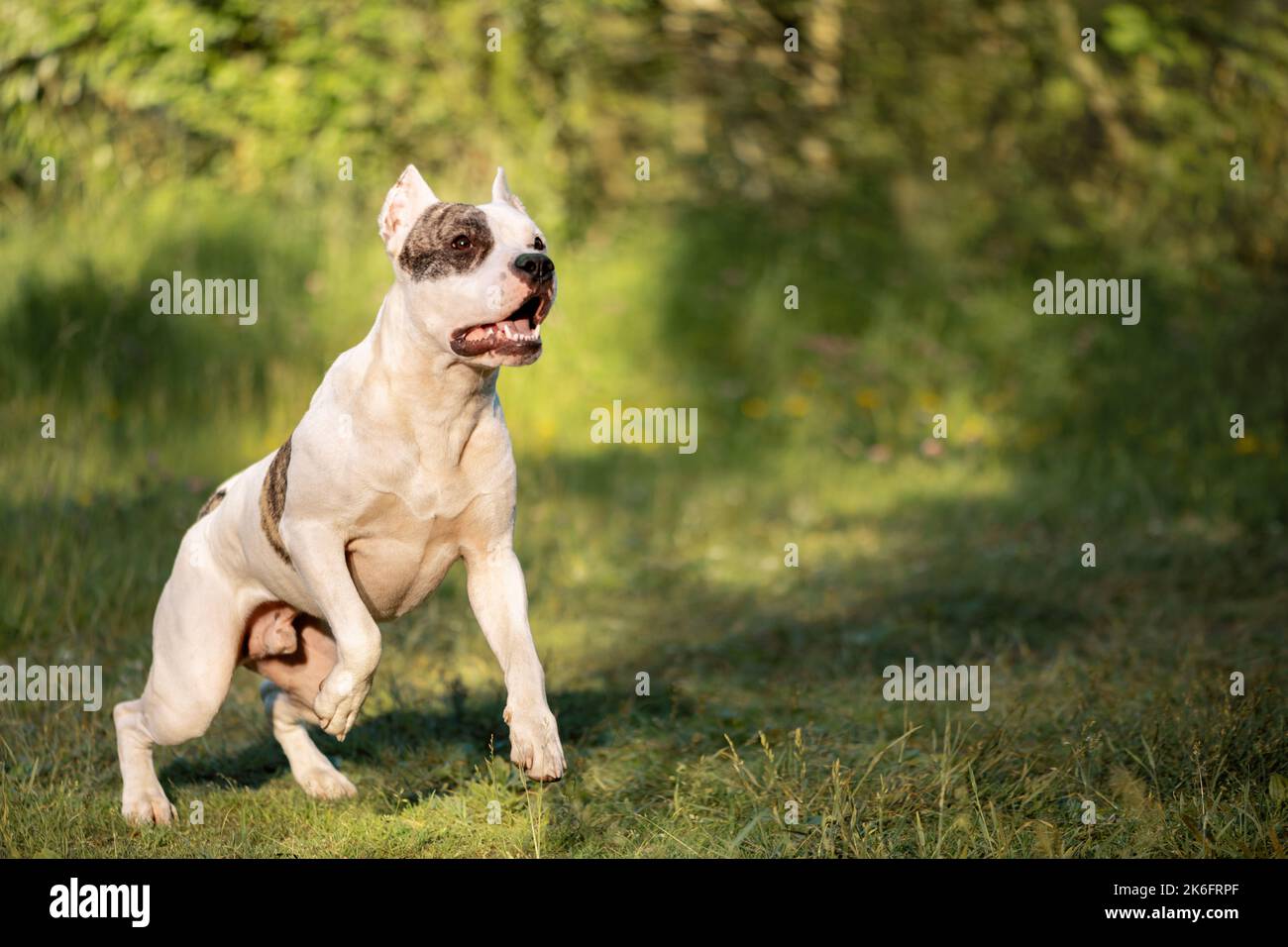 American Staffordshire Terrier with open mouth standing on hind legs on ...
