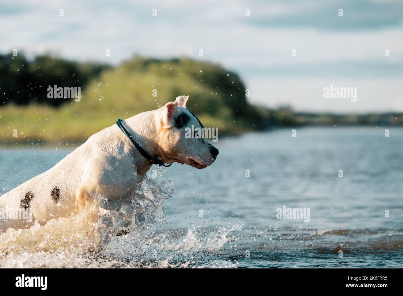 Dog jumping out of water, side view Stock Photo - Alamy