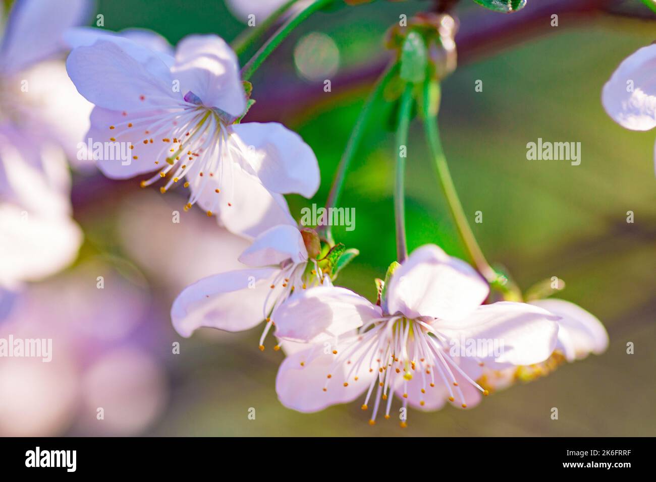Beautiful nature scene with blooming tree and sun flare. Sunny day ...
