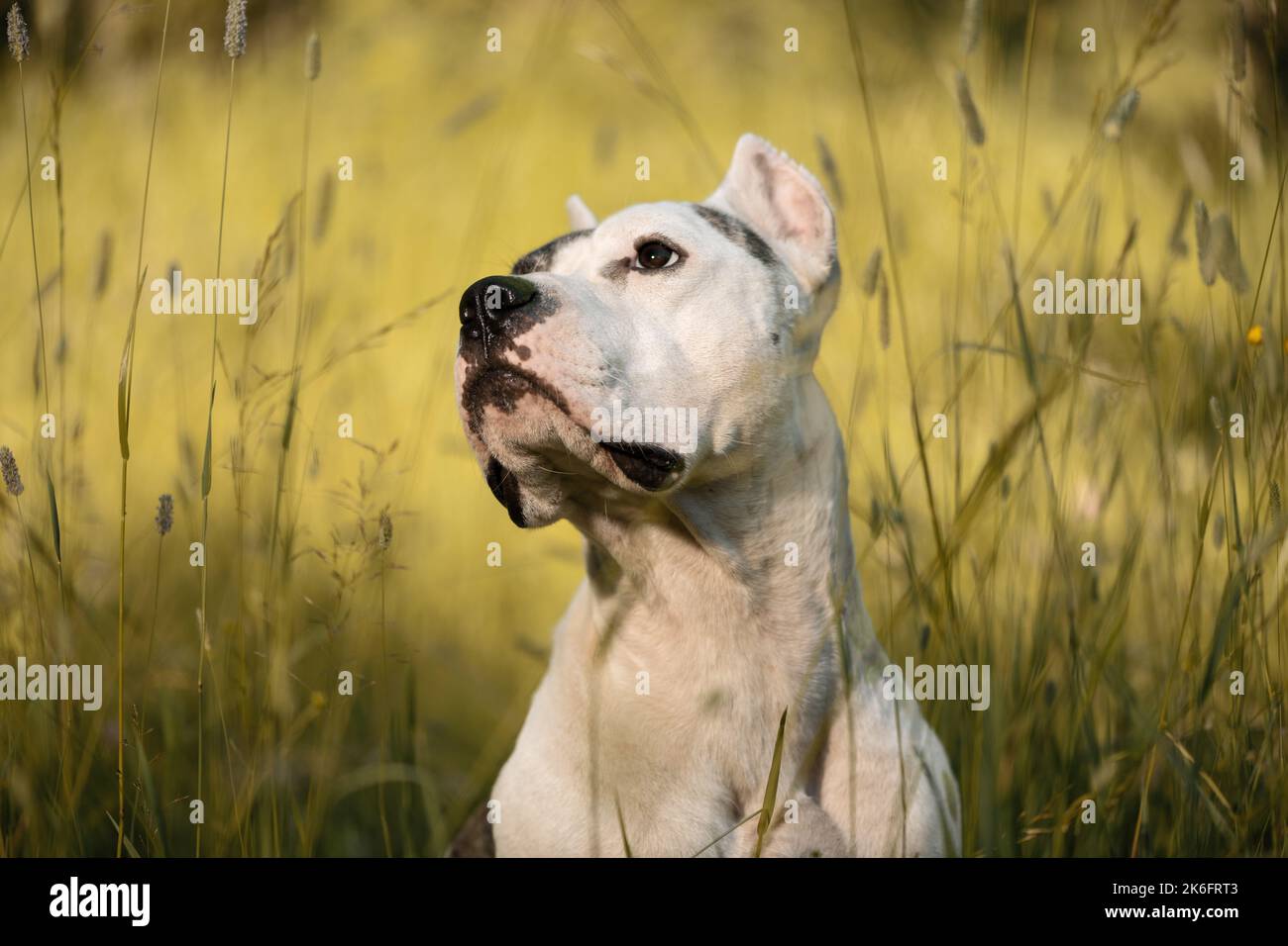 American Staffordshire Terrier sitting in tall grass, close-up portrait ...