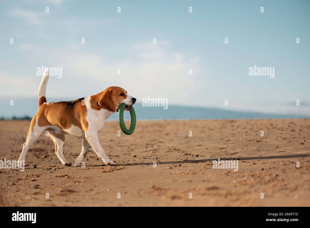 English Beagle dog with ring toy in mouth running on beach Stock Photo - Alamy