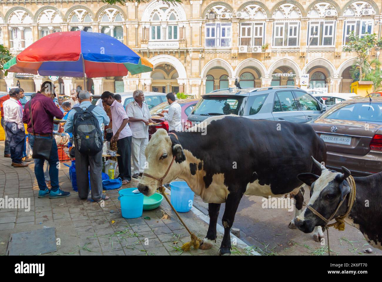 Mumbai, Maharashtra, South India, 31th of December 2019: Cows and local ...
