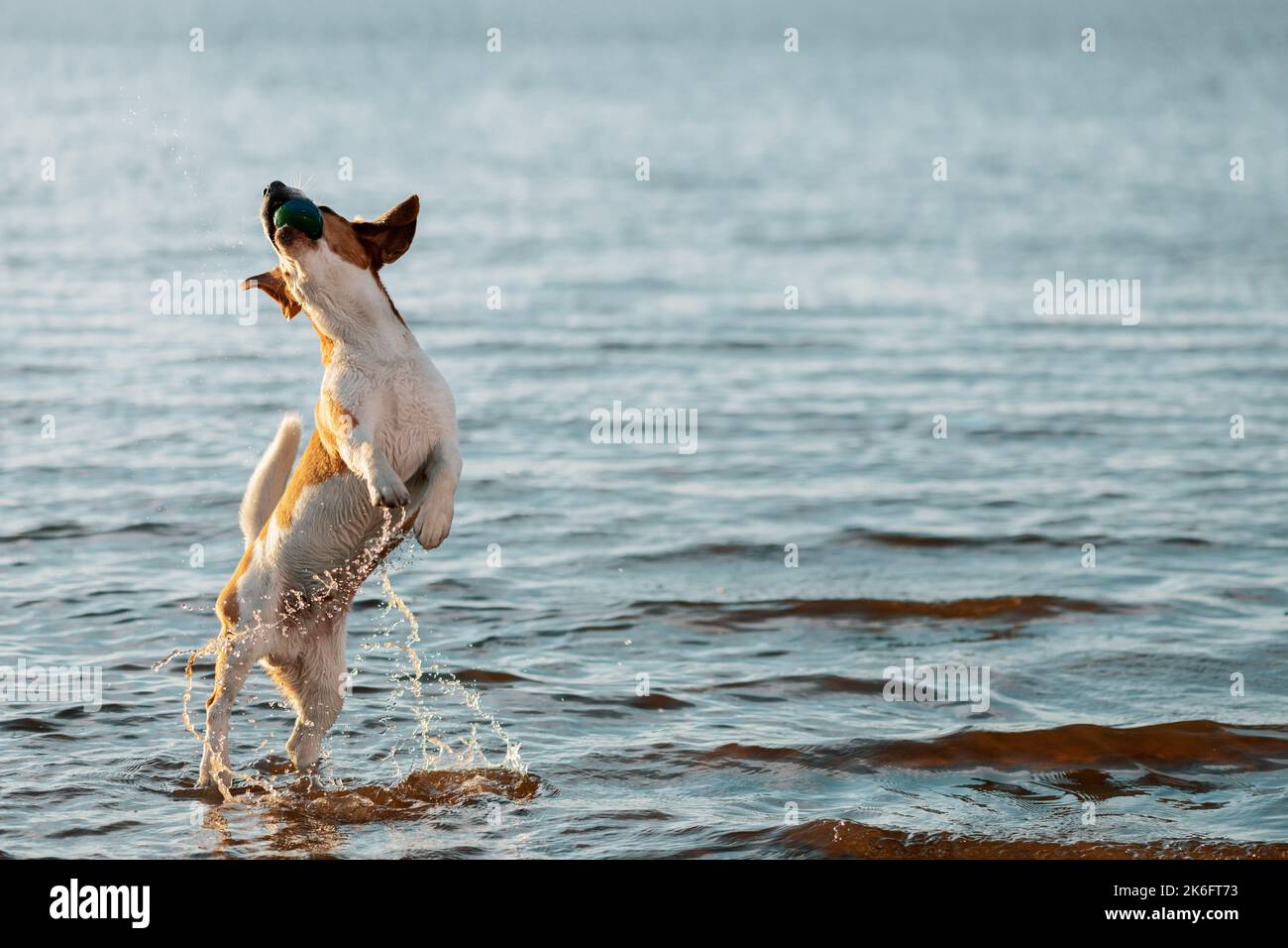 Splash water dog hi-res stock photography and images - Alamy