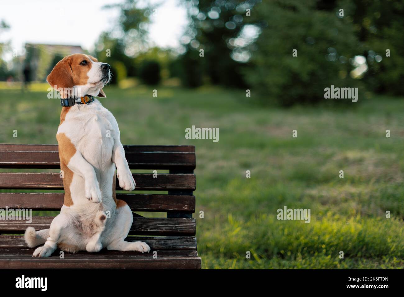 English Beagle sitting on hind legs on park bench and looking away ...