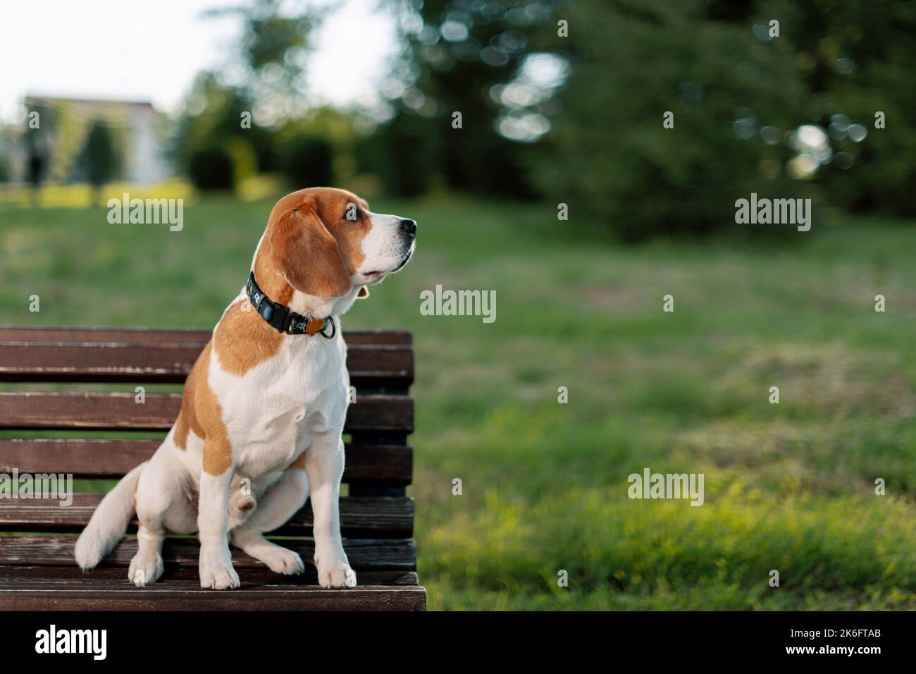 Dog sitting on bench in outdoors and looking up Stock Photo - Alamy