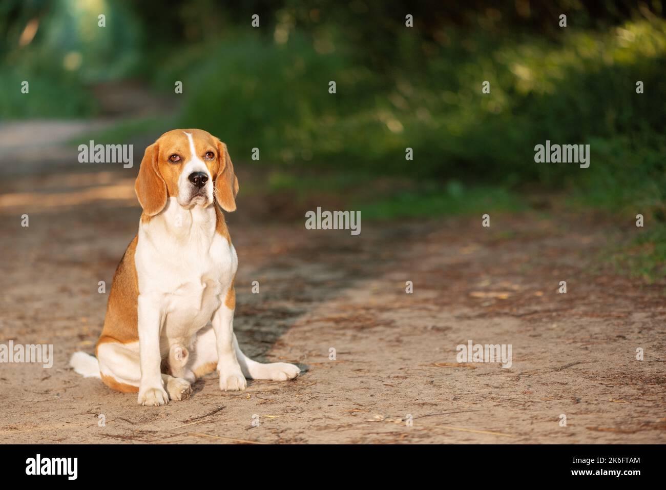 English Beagle sitting on dirt road in forest and looking at camera ...