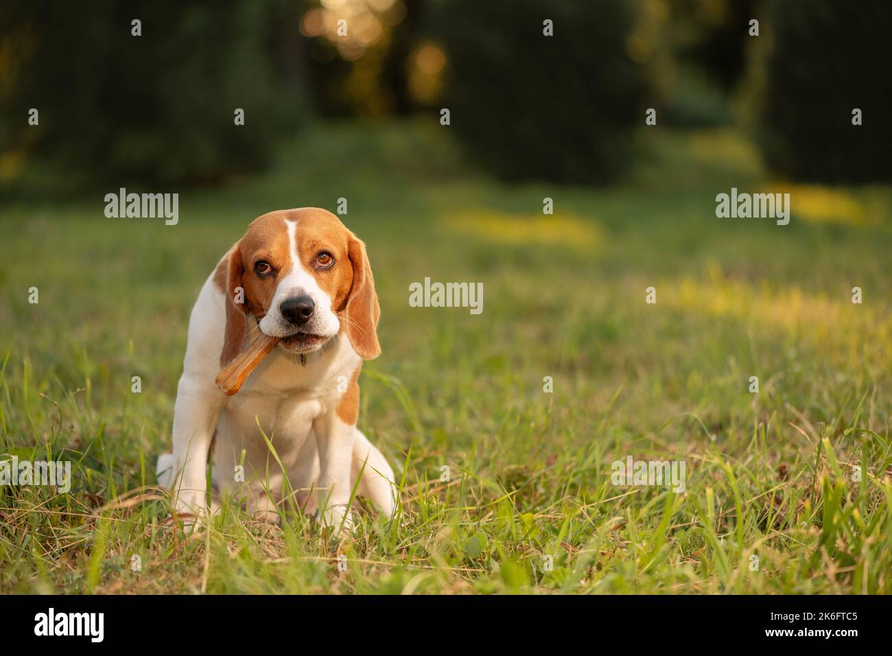 Tam Yetişkin çay Fincanı Beagle