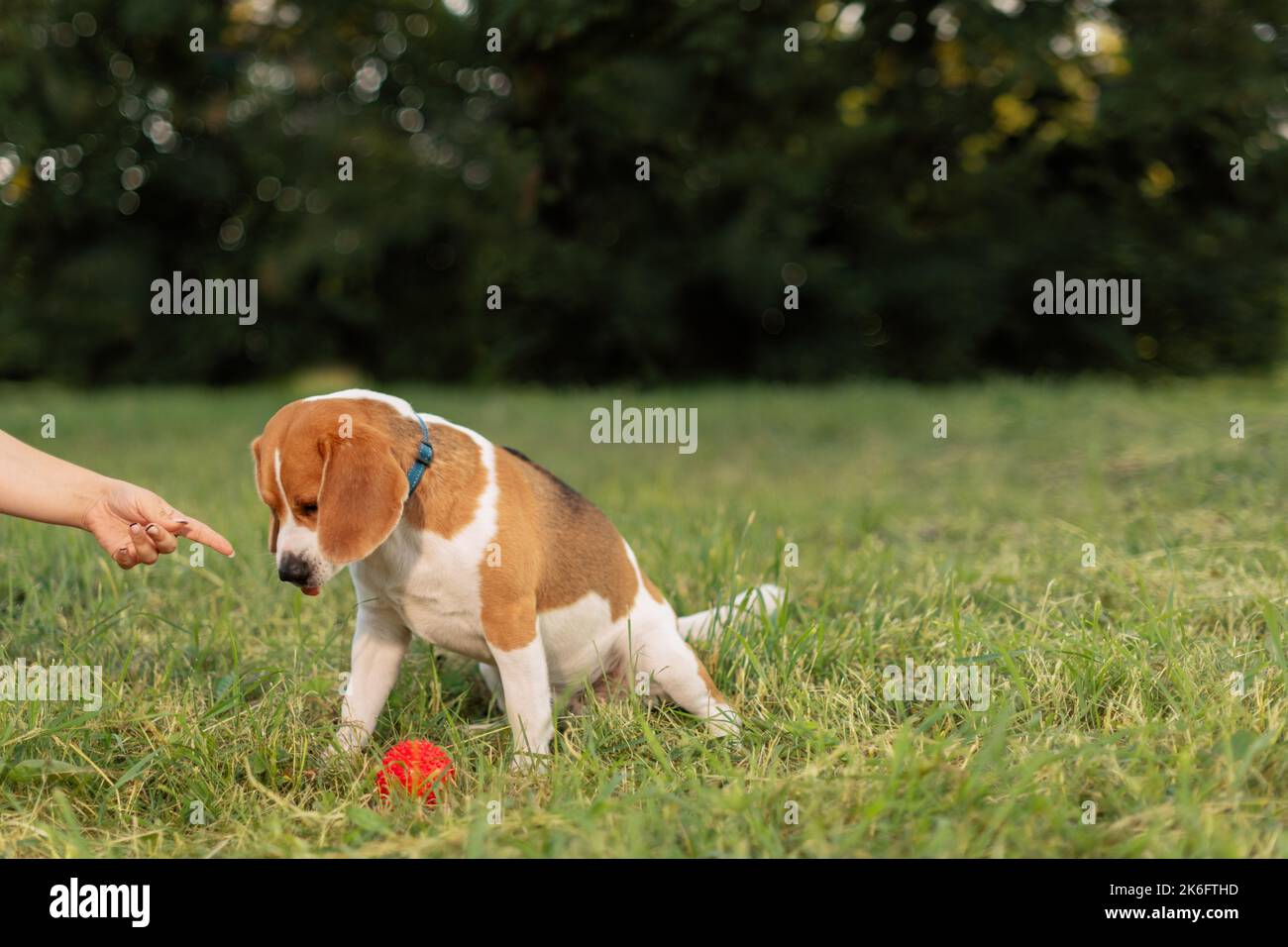 Pet owner training dog with ball in outdoors Stock Photo - Alamy