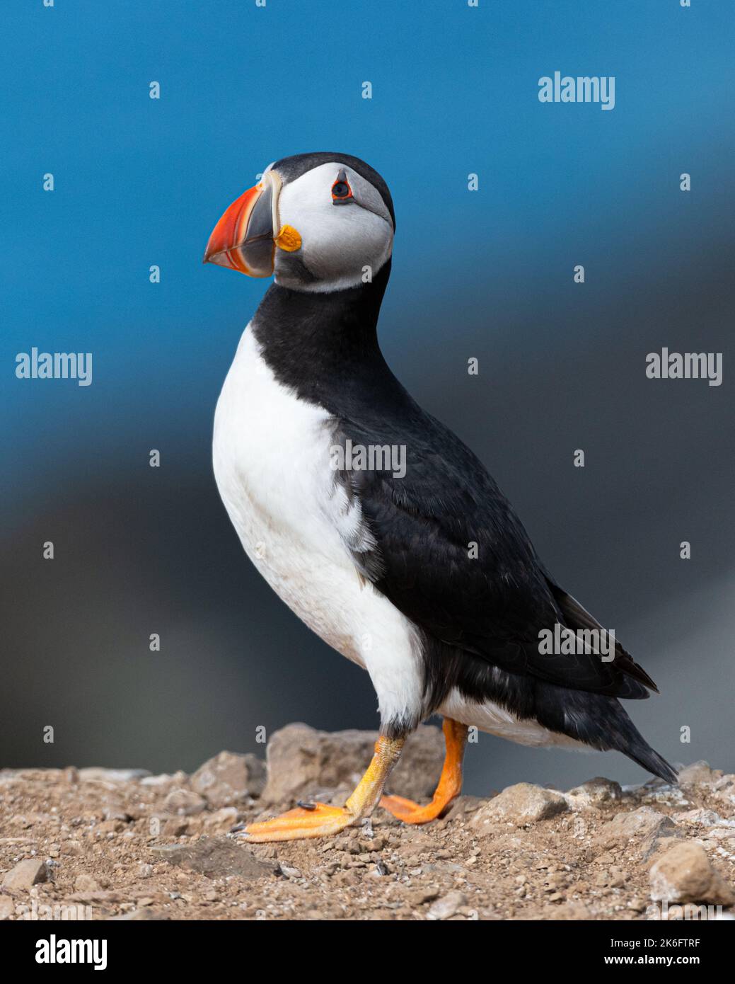 Profile of Atlantic Puffin against blue sea background Stock Photo - Alamy