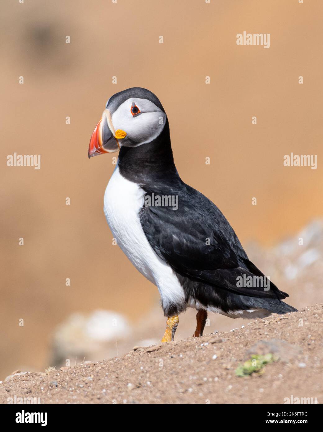 Profile of Atlantic Puffin against natural background Stock Photo - Alamy