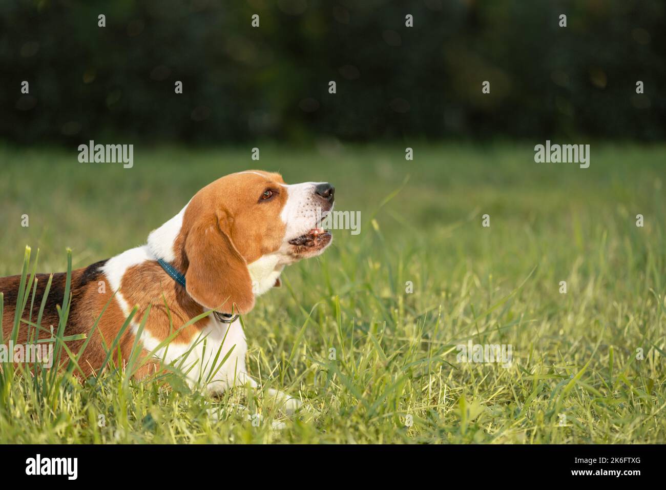 Happy dog lying on grass, side view Stock Photo - Alamy