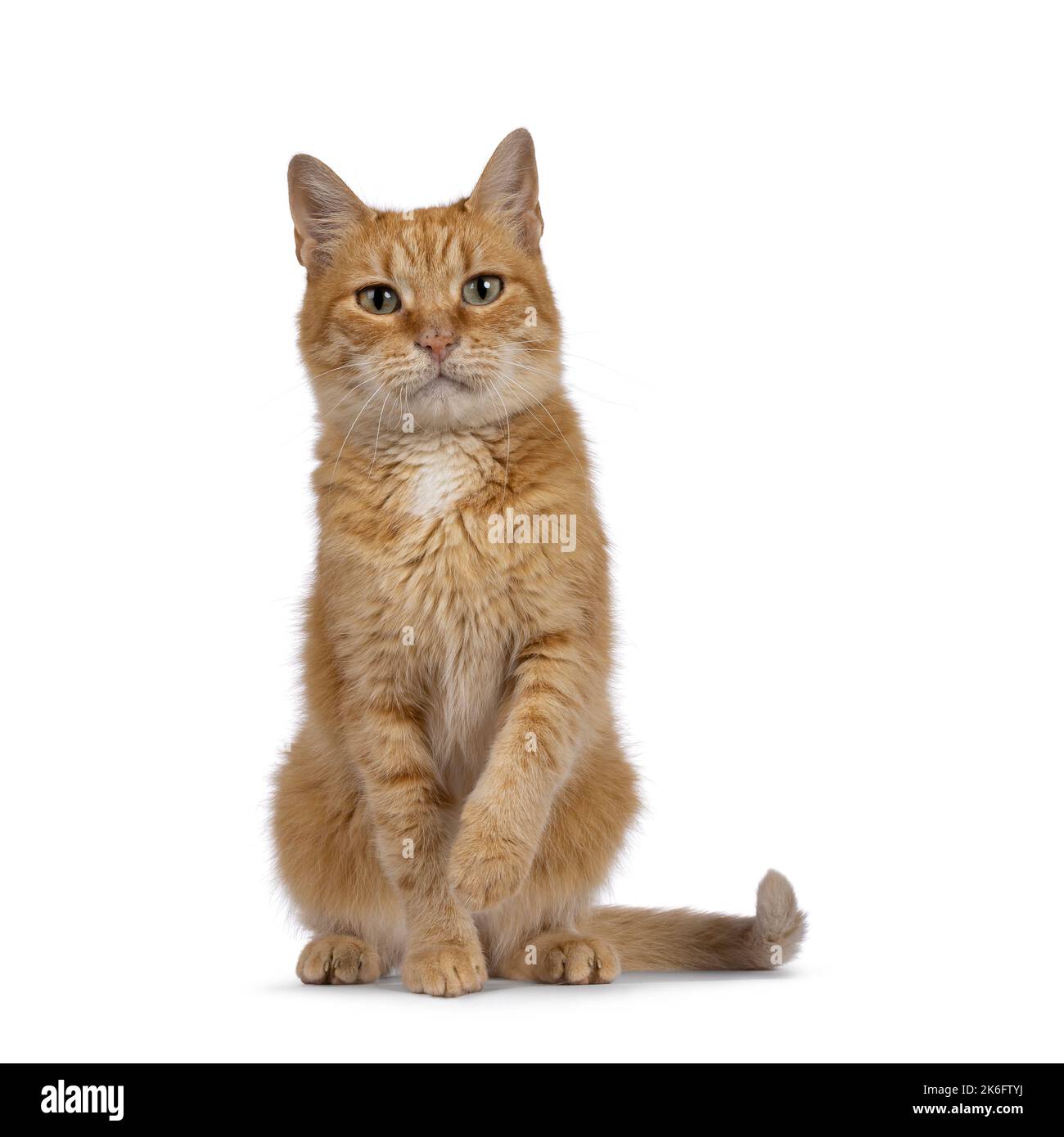 Adult sweet red house cat, sitting up facing front with one paw playful ...