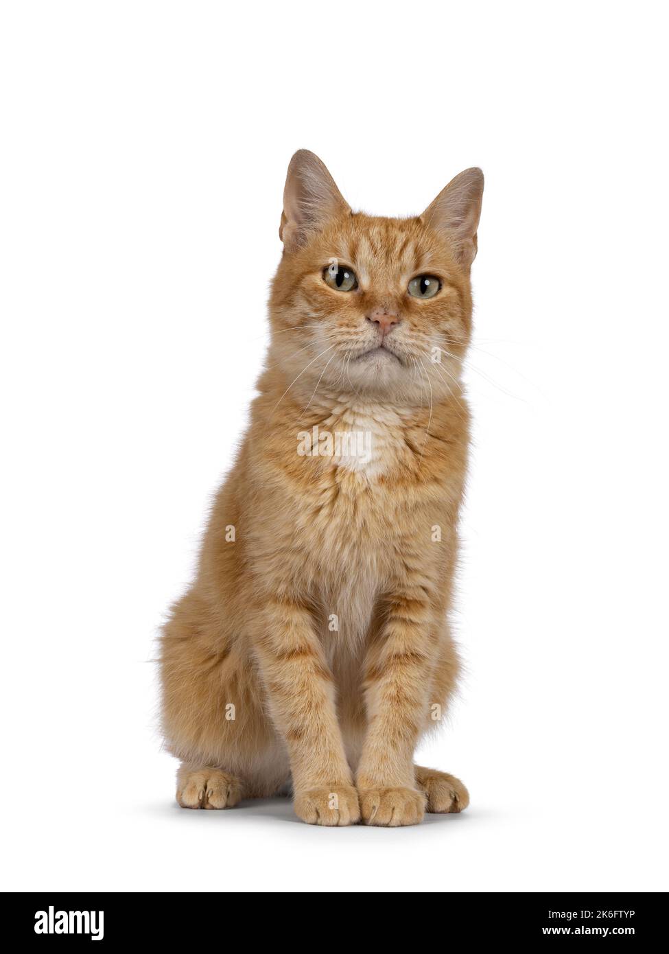 Adult sweet red house cat, sitting up facing front. Looking beside and ...