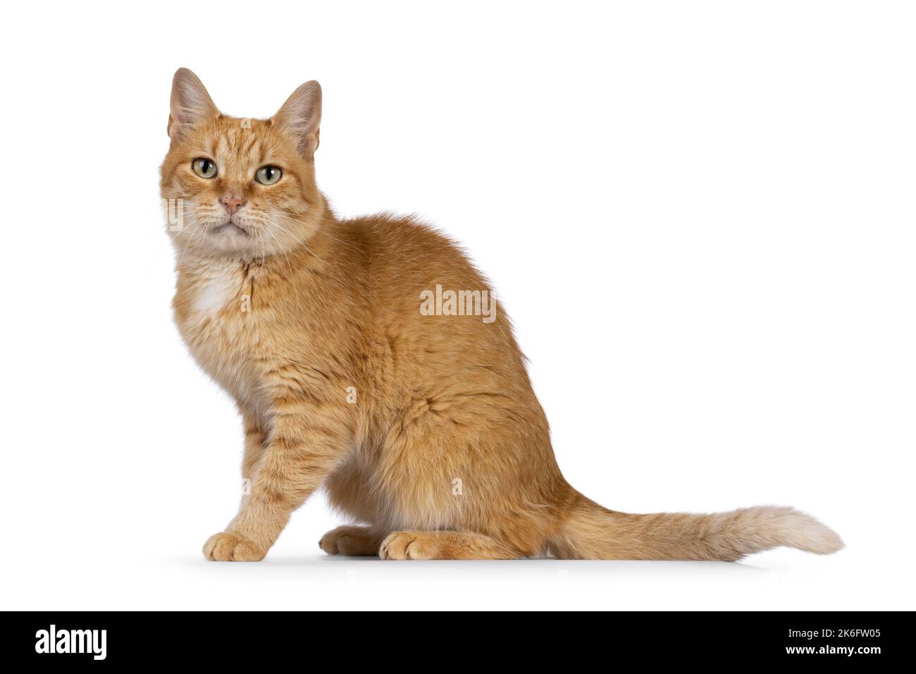 Adult sweet red house cat, sitting up side ways. Looking towards camera ...