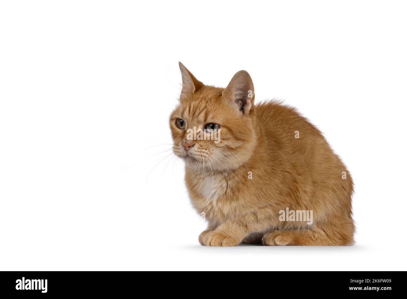 Ginger cat laying down Cut Out Stock Images & Pictures - Alamy