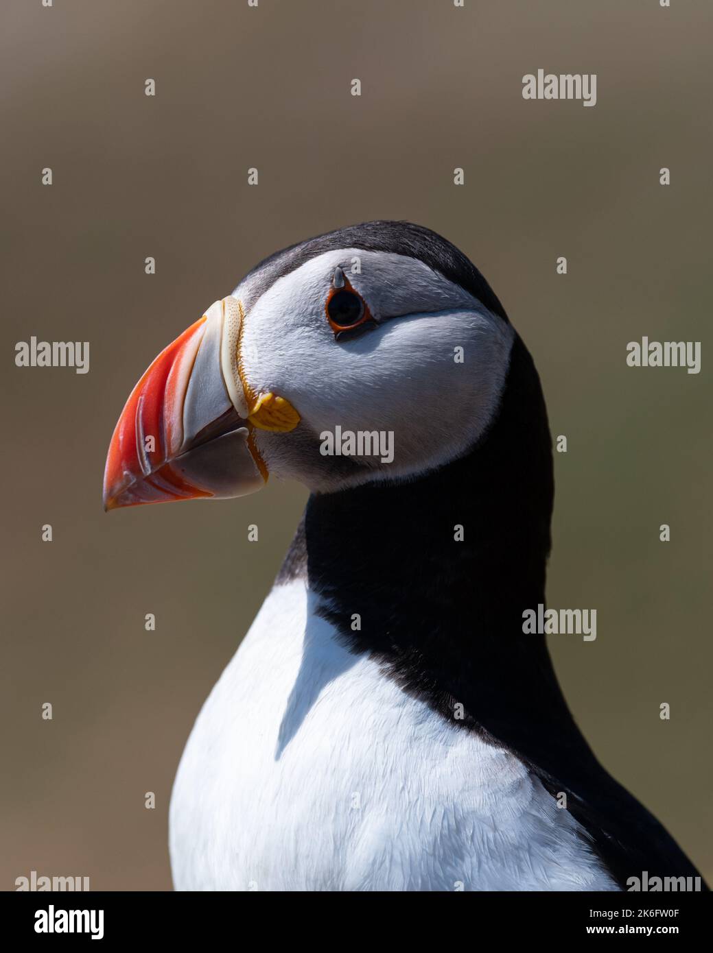 Profile of Atlantic Puffin against natural background Stock Photo - Alamy