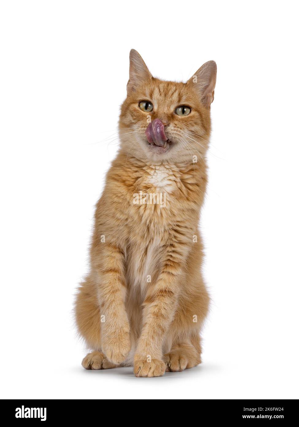 Funny head shot of adult sweet red house cat, sitting up facing front ...