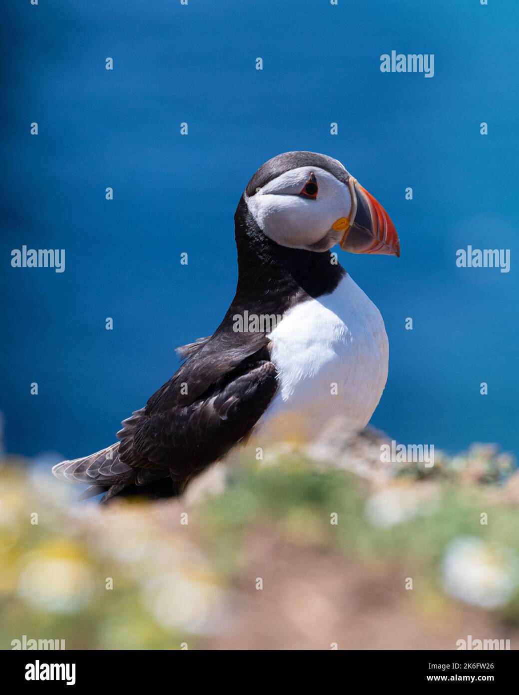 Profile of Atlantic Puffin against blue sea background Stock Photo - Alamy