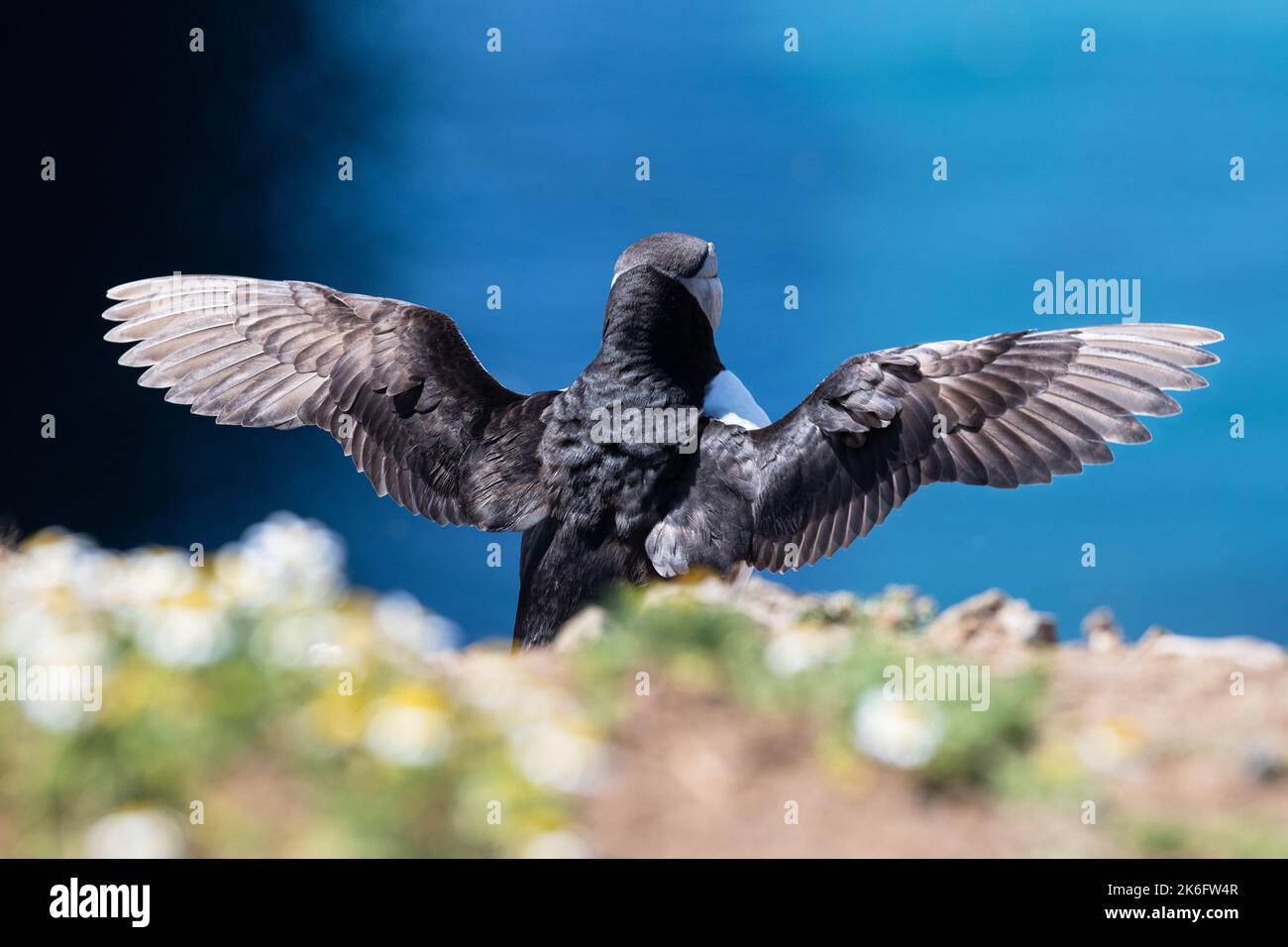 Atlantic Puffin from behind with outstretched wings Stock Photo - Alamy
