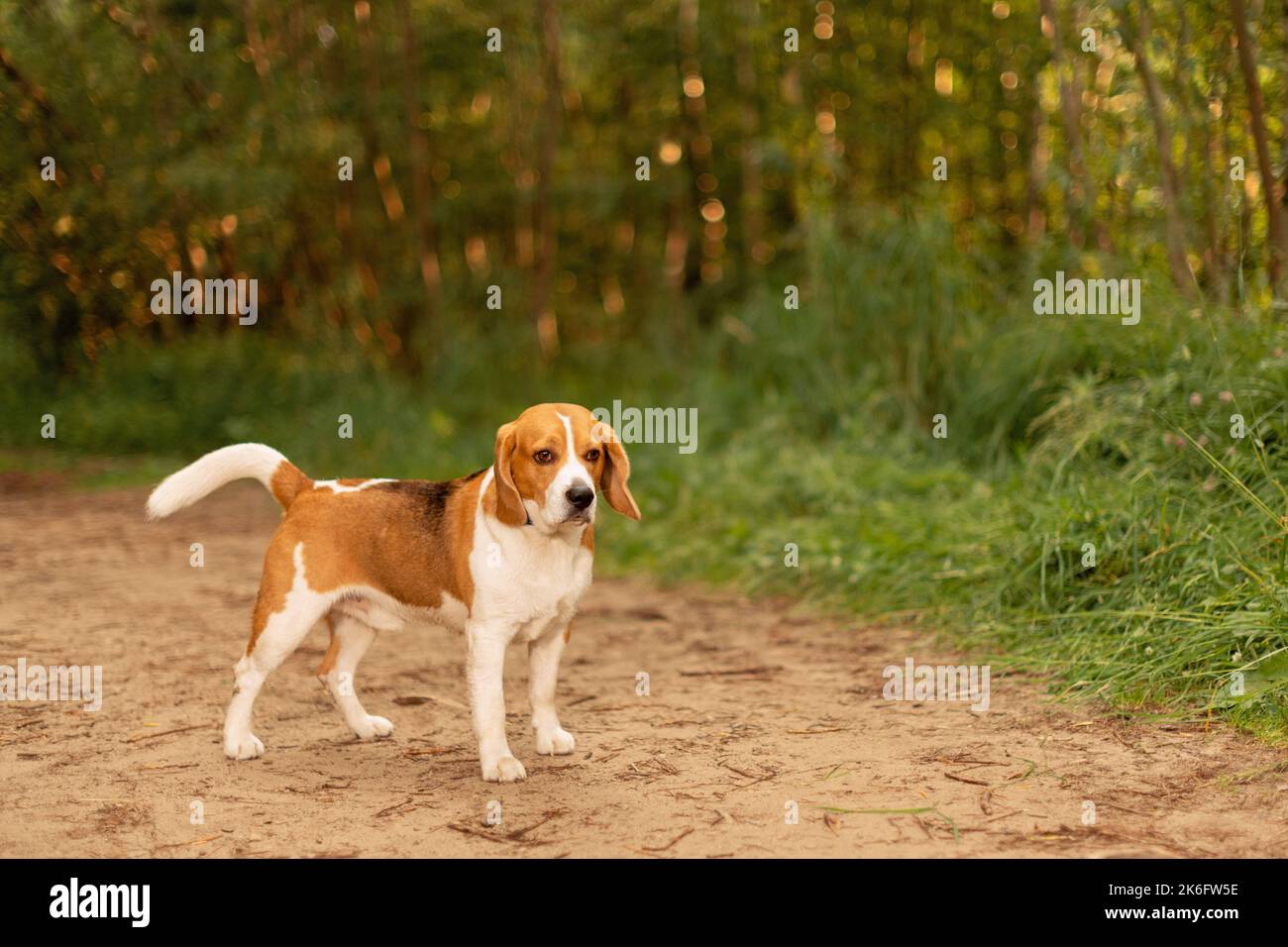 English Beagle standing on country road in forest Stock Photo - Alamy