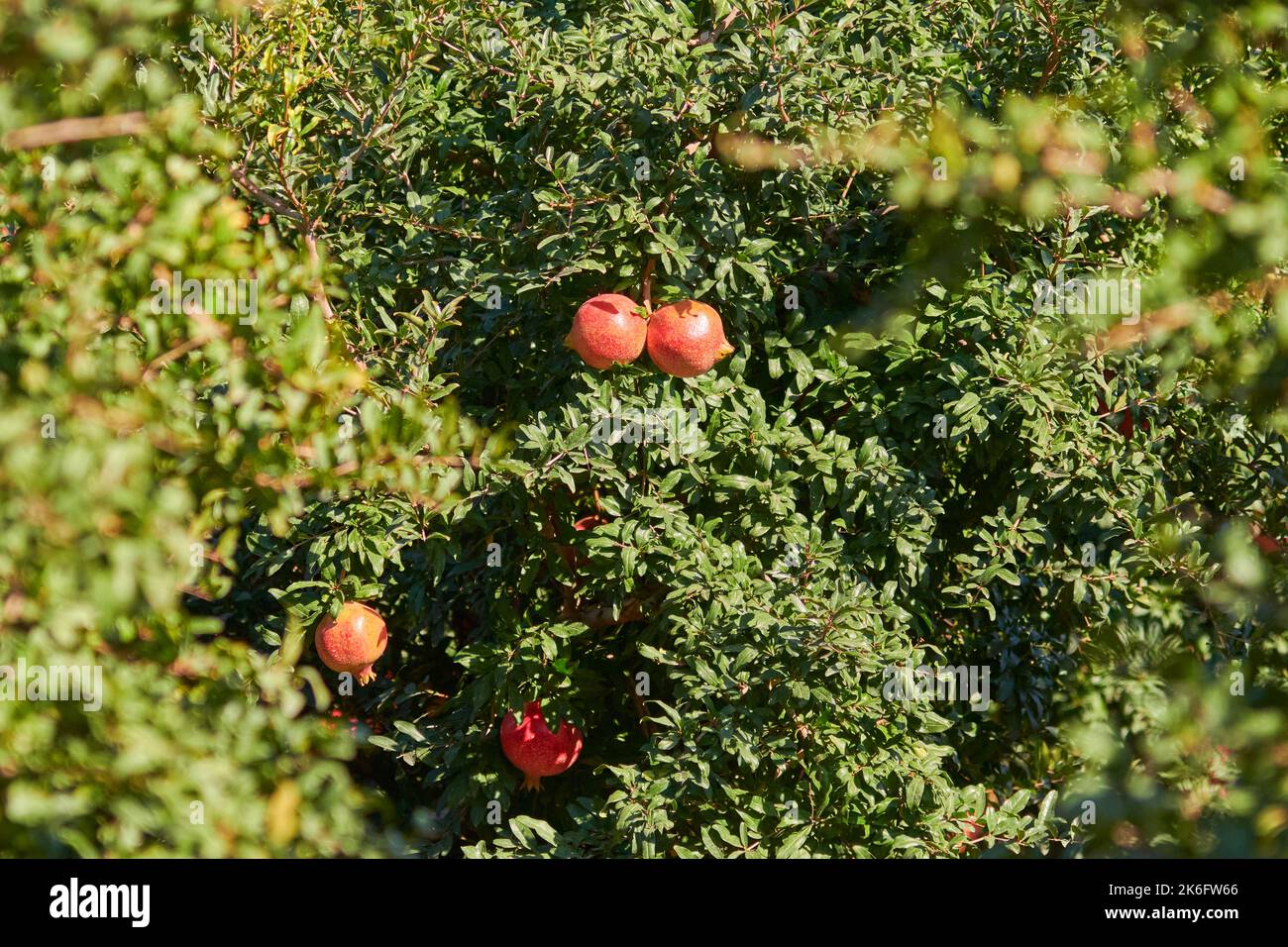 Organic pomegranate hanging on tree hi-res stock photography and images ...