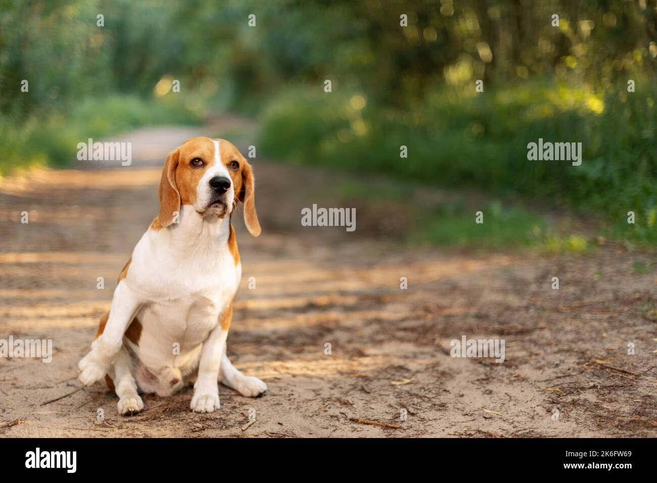Country scene with dog hi-res stock photography and images - Alamy