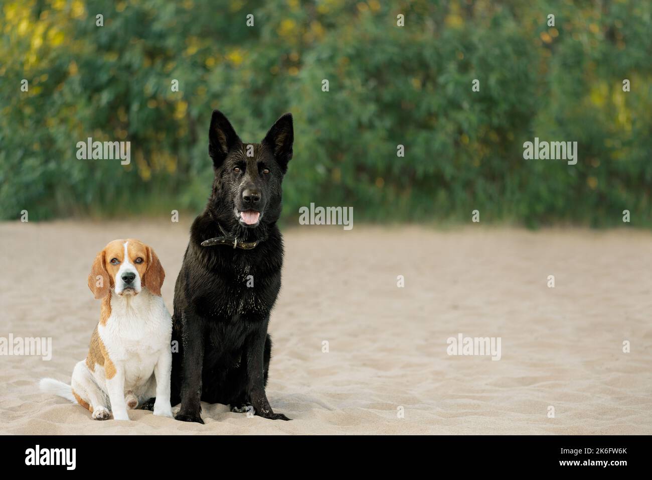 Two happy dogs sitting on sand Stock Photo - Alamy