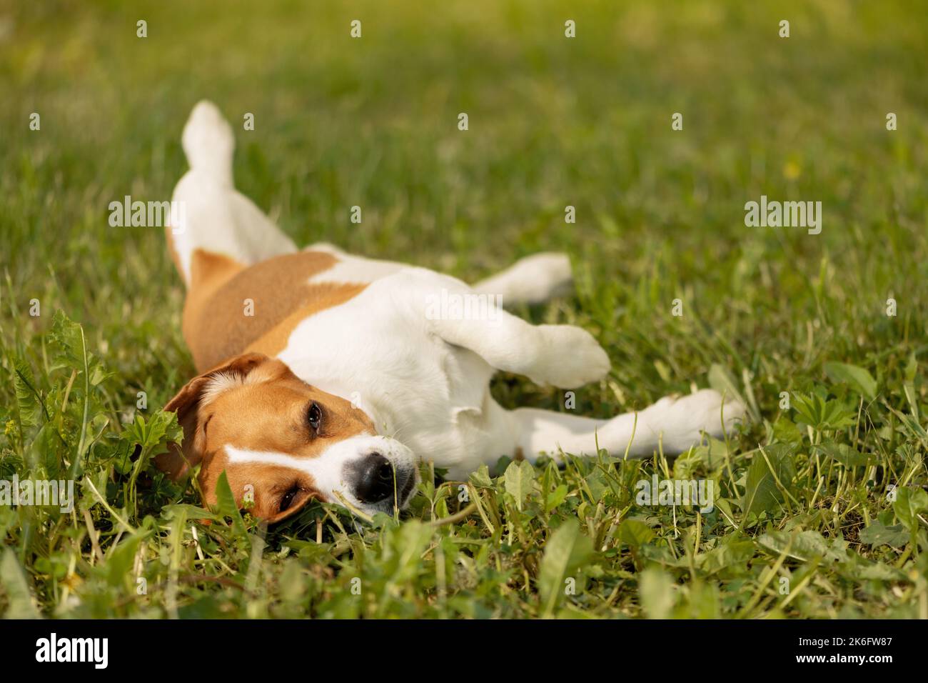 English beagle hi-res stock photography and images - Alamy