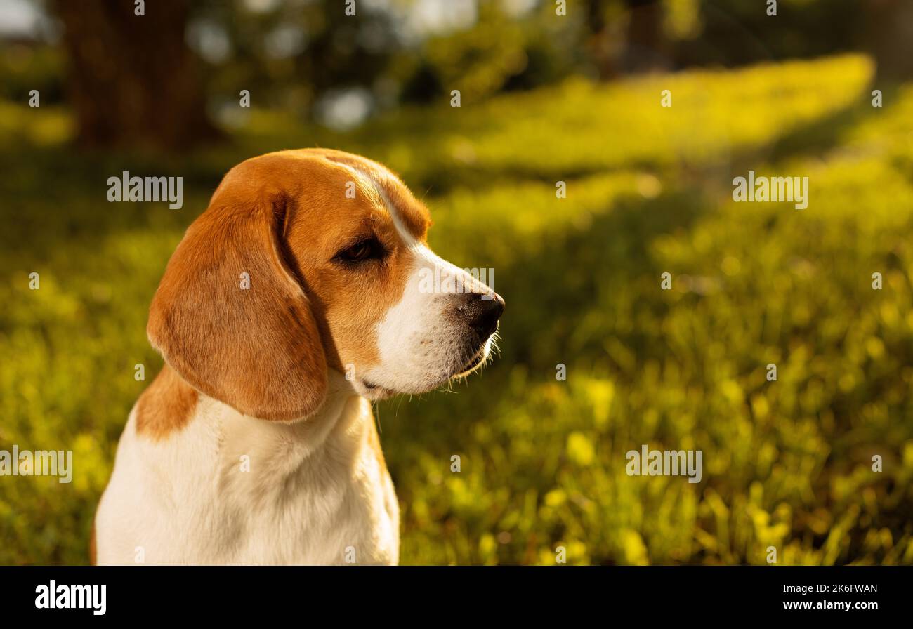 Beagle profile hi-res stock photography and images - Alamy
