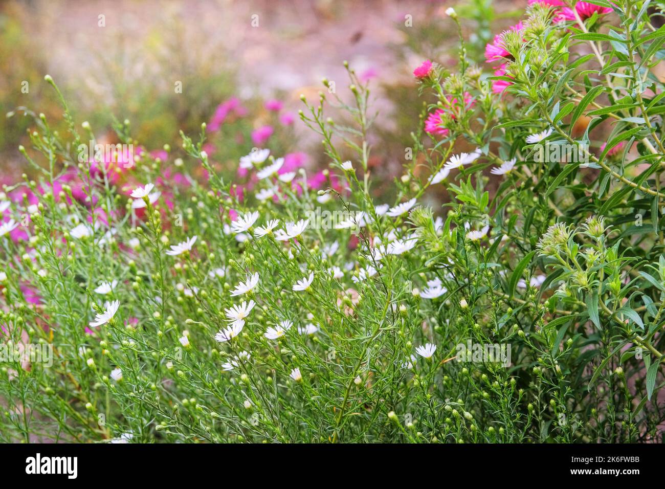 Field of flower. Wild flower in meadow in sunny summer. Grassland style ...