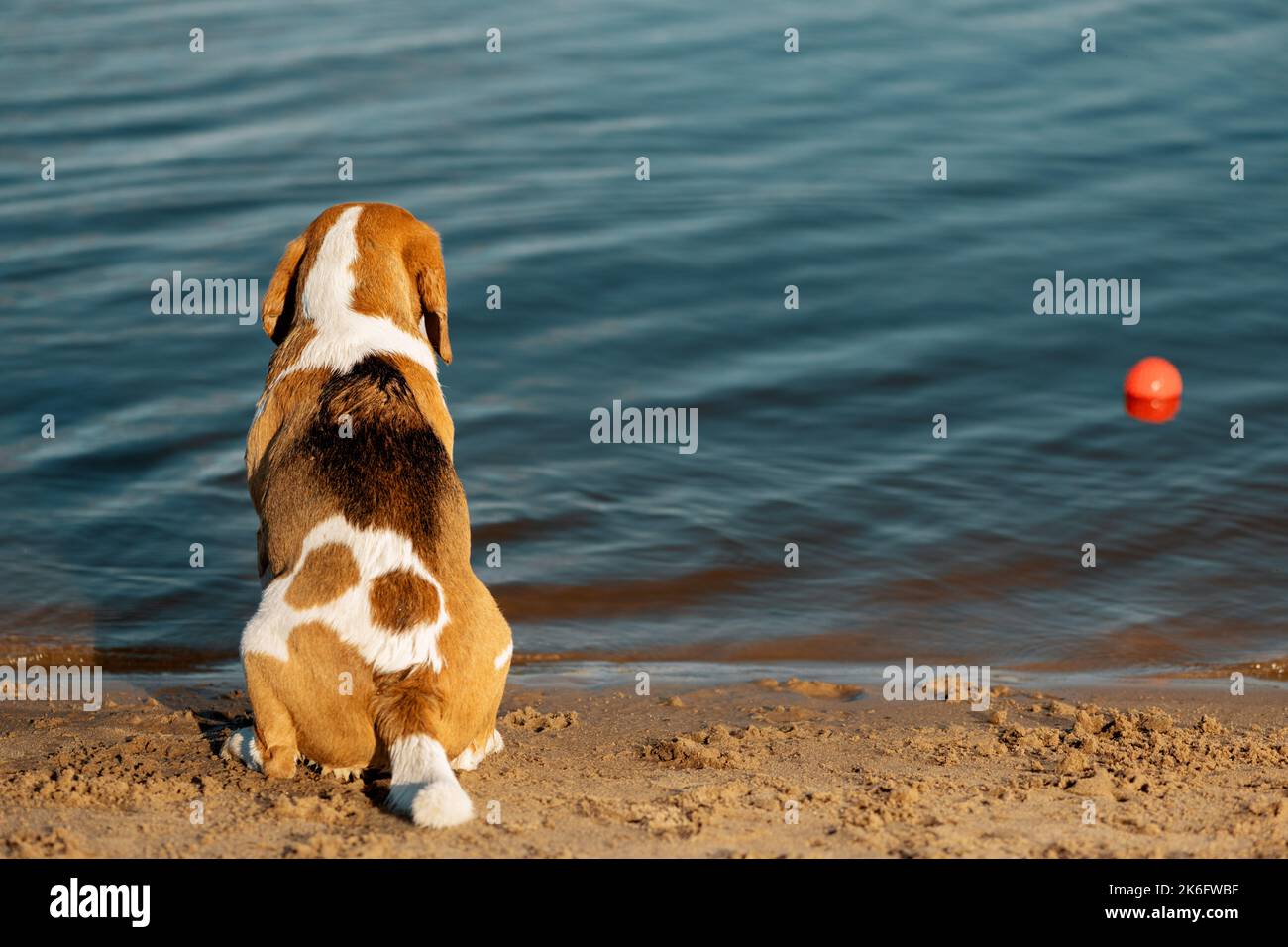 English Beagle sitting on sand near water, rear view Stock Photo - Alamy