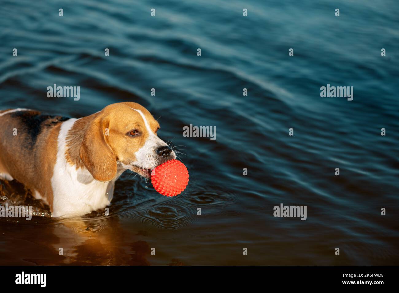 Dog with pet toy in mouth standing in water, side view Stock Photo - Alamy