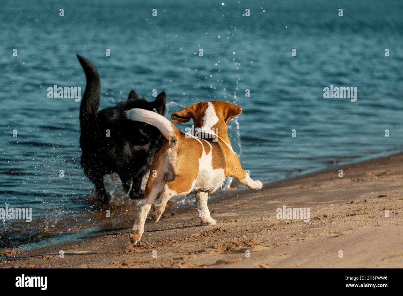 Two running hunting dogs hi-res stock photography and images - Alamy