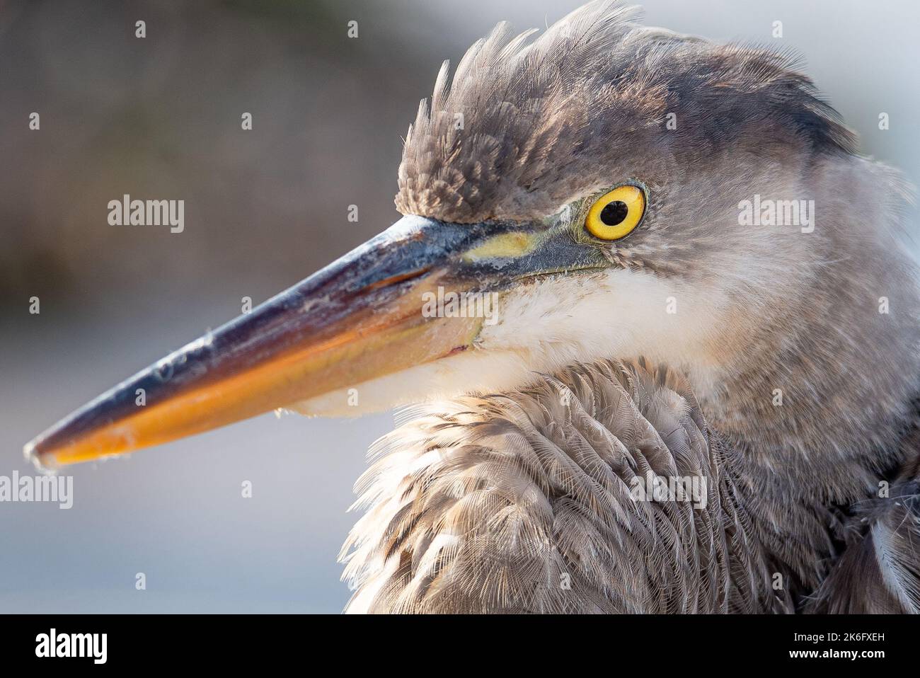 Great blue heron head shot hi-res stock photography and images - Alamy