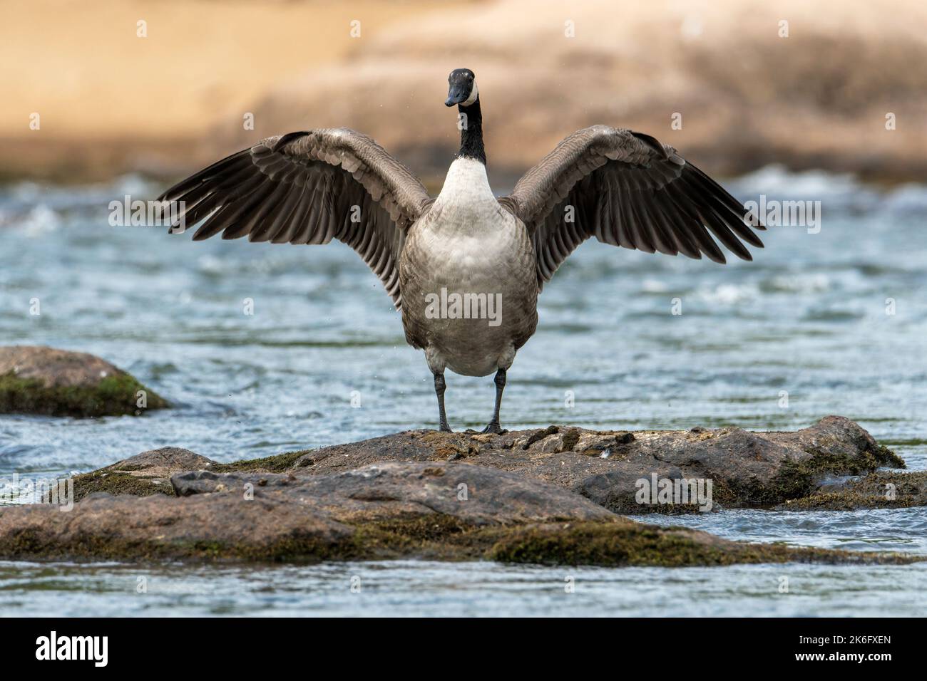 Canada goose standing rock hi-res stock photography and images - Alamy